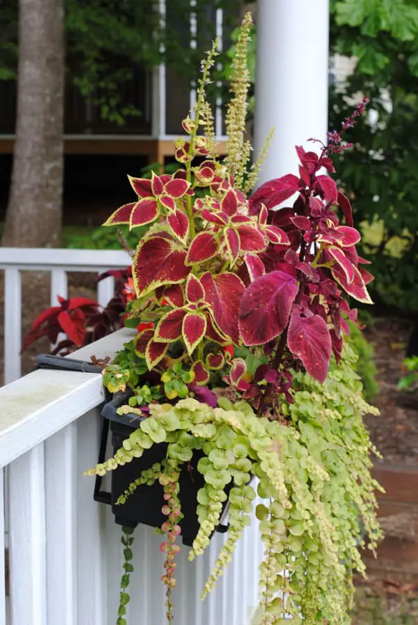 Shade Plants To Attract Hummingbirds Never Any Thyme